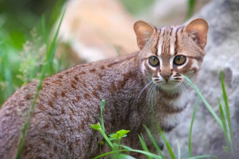 Rusty Spotted Cat for Sale: The Complete Guide - TM magazine